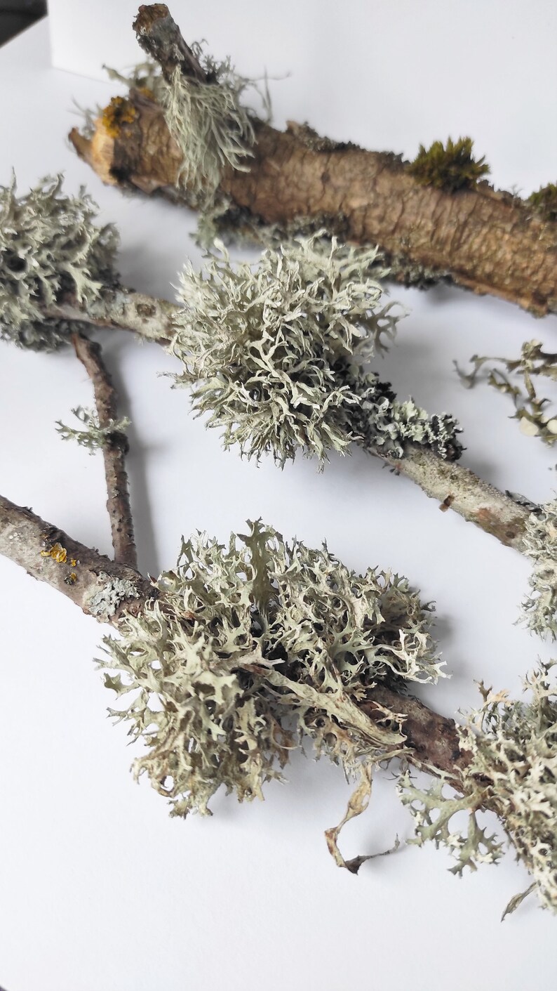 Dried Tree Branches With Lichen, Set of 5. Tree Lichen, Fairy Garden ...
