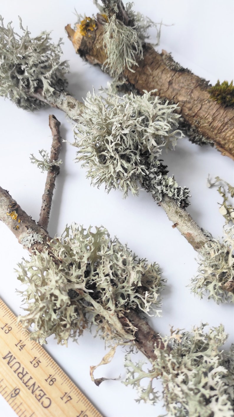 Dried Tree Branches With Lichen, Set of 5. Tree Lichen, Fairy Garden ...