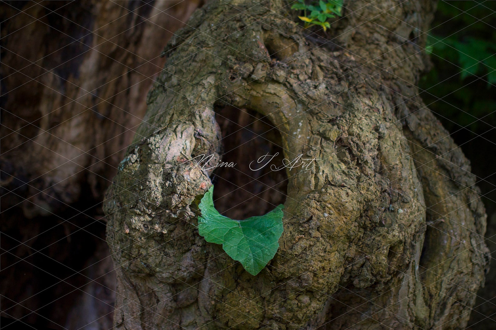 Digital Backdrop Newborn Baby Boy Girl Background Old Tree Window in ...