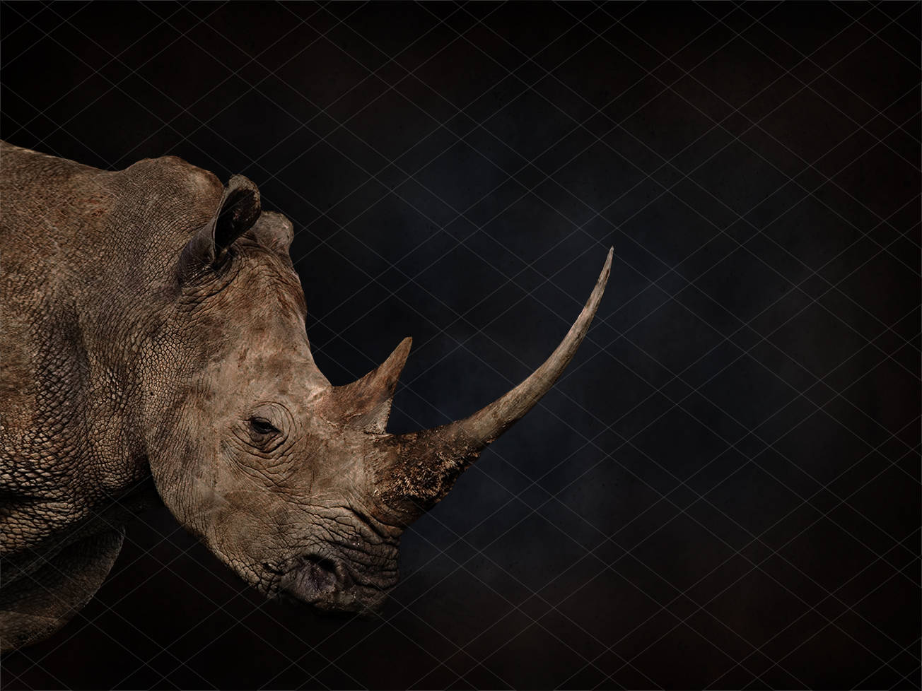 Rhinoceros Digital Background for Newborn Photography, Rhino ...