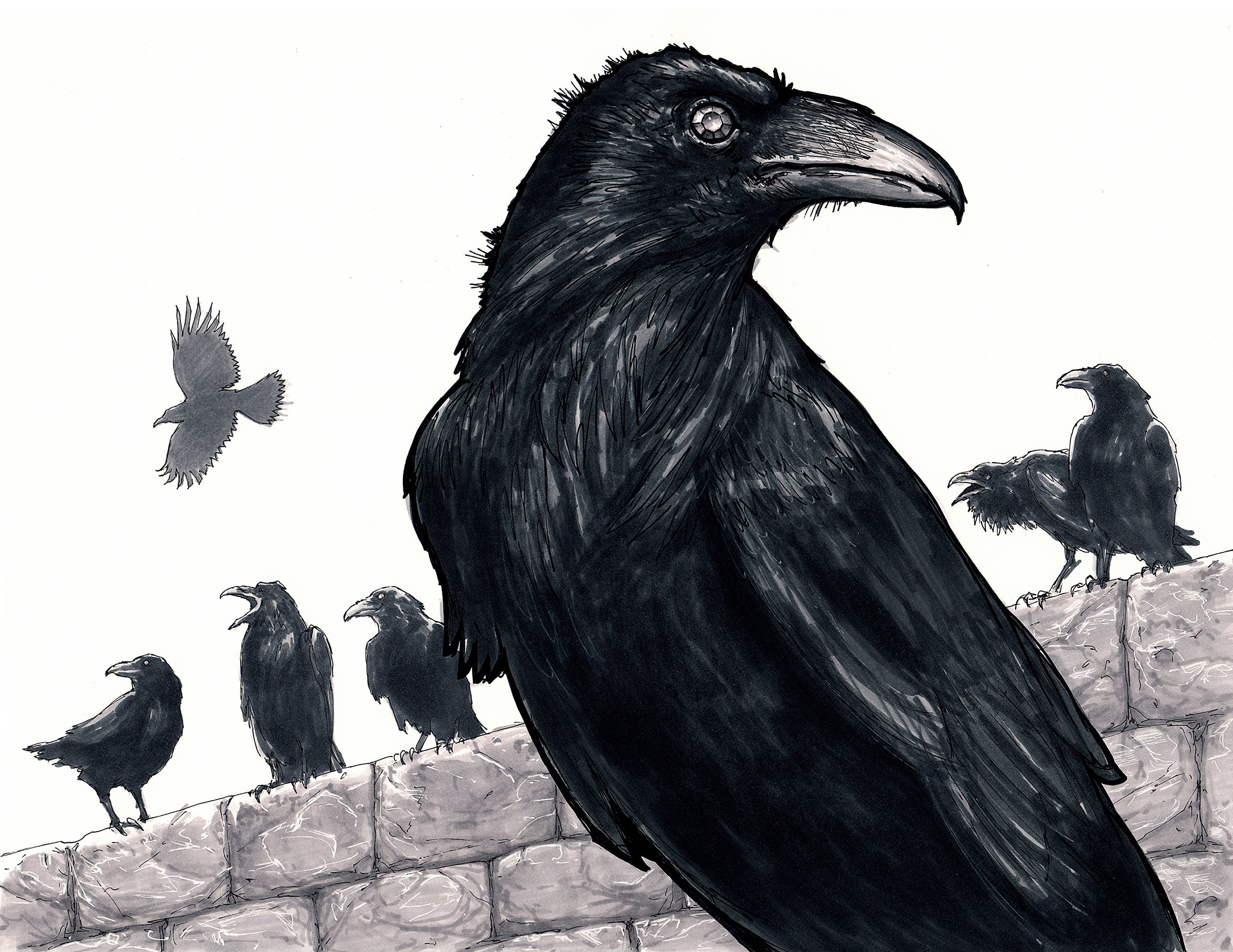 Murder of Crows - Etsy
