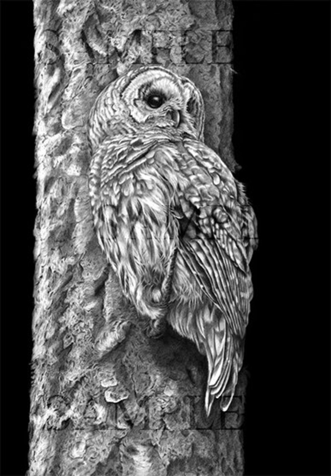 Wildlife Portraits in Graphite, by Martyn Fox UK Artist - Etsy