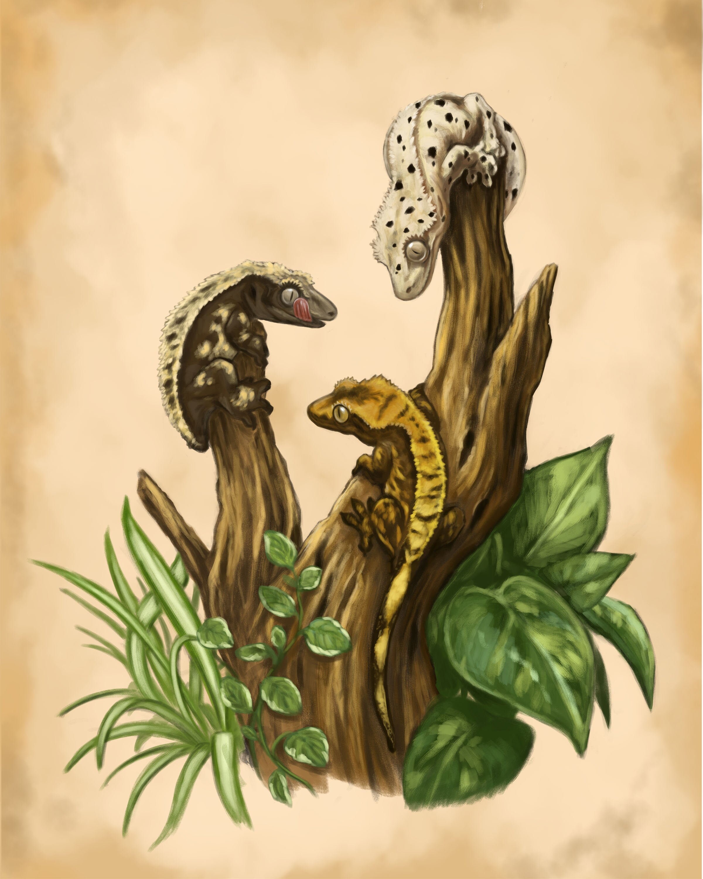 Crested Gecko Print 8x10 Print by Nate Hawks Crested Gecko | Etsy