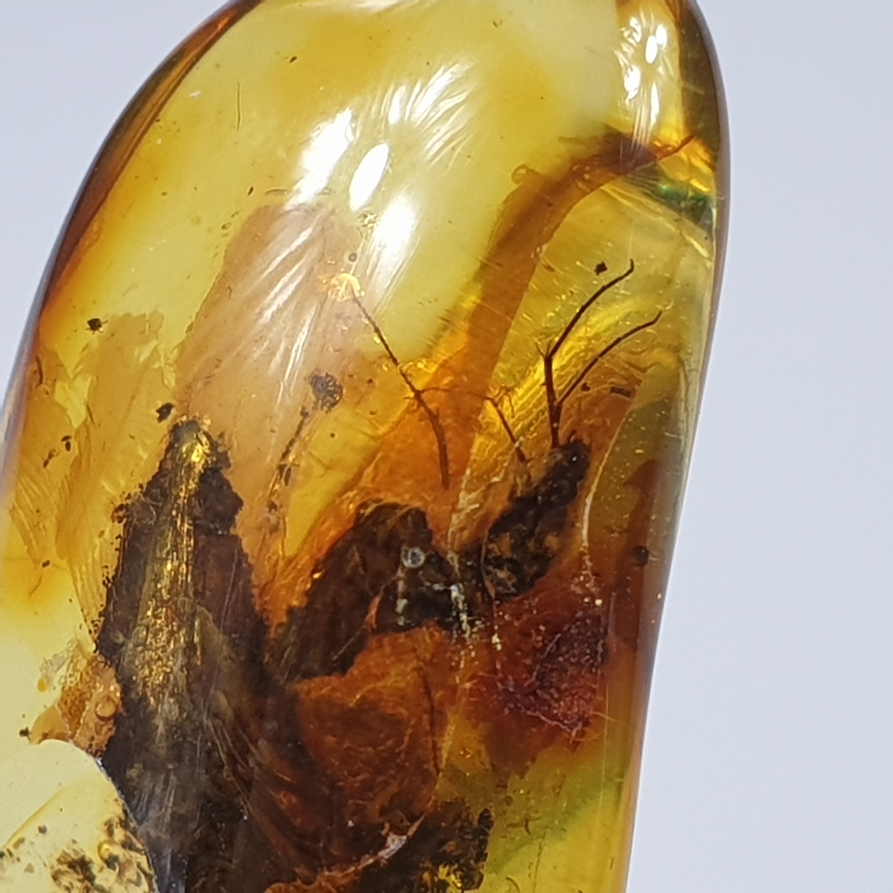 Amber Insect. Amber Bug. Amber Fossil. Inklusion in Amber. - Etsy