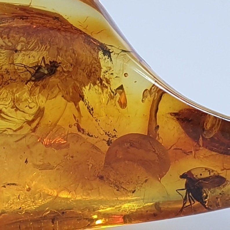 Amber Insect. 3 Flys Amber Inclusion. Fossil in Amber. Bug in - Etsy