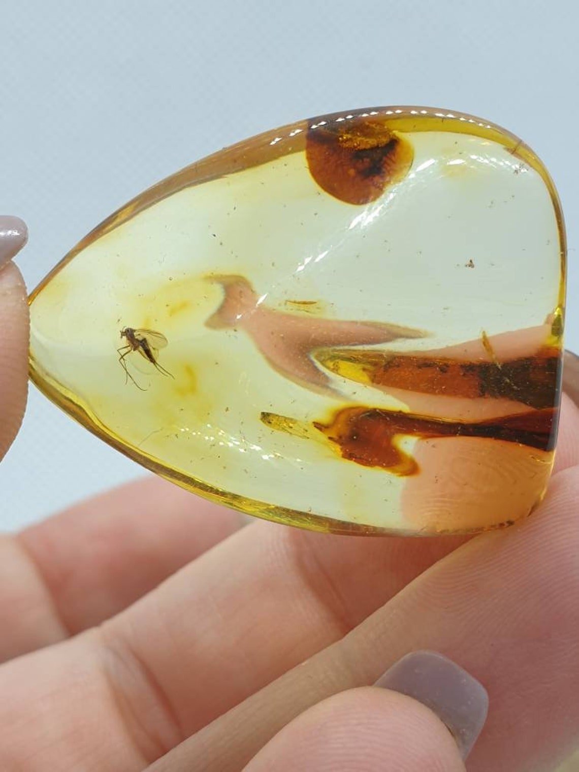 Amber Insect Fossil Amber Bug in Amber Amber Inclusion Baltic - Etsy