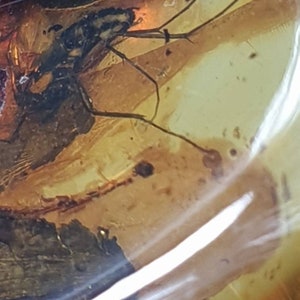 Amber insect. Amber bug. Amber fossil. Inklusion in Amber. | Etsy