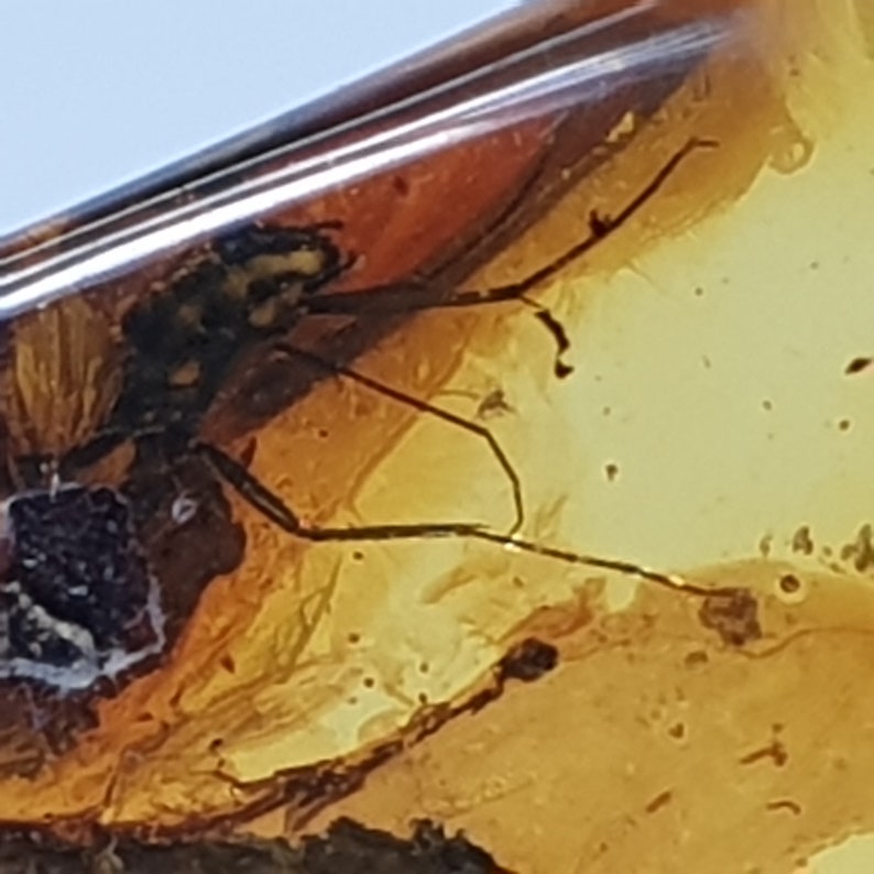 Amber Insect. Amber Bug. Amber Fossil. Inklusion in Amber. - Etsy