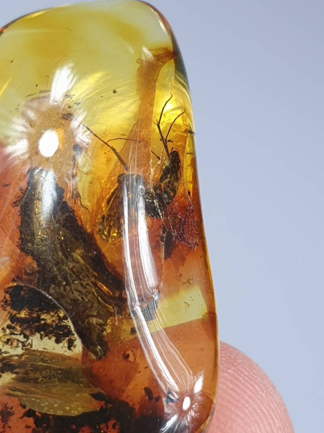 Amber insect. Amber bug. Amber fossil. Inklusion in Amber. | Etsy