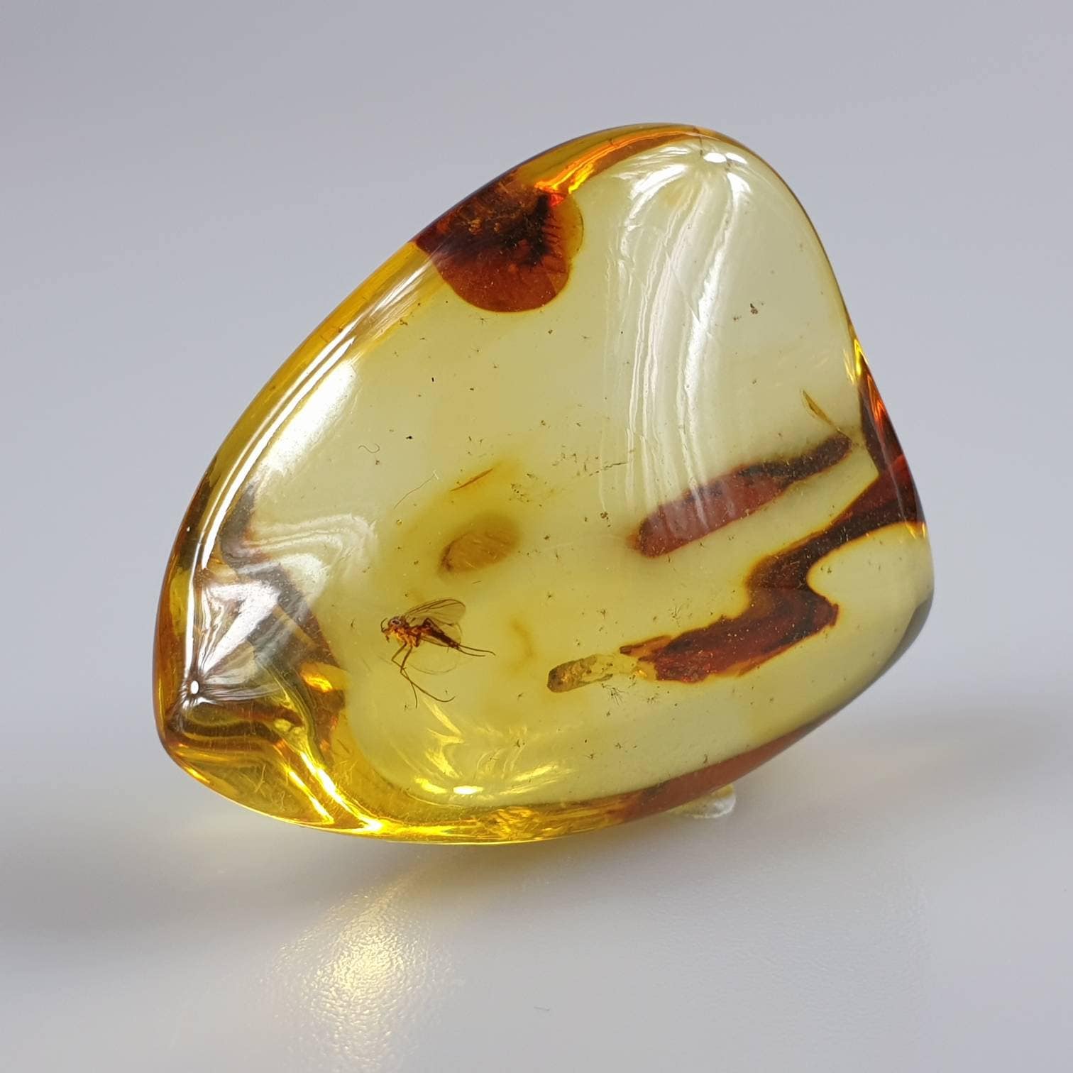 Amber Insect Fossil Amber Bug in Amber Amber Inclusion Baltic - Etsy