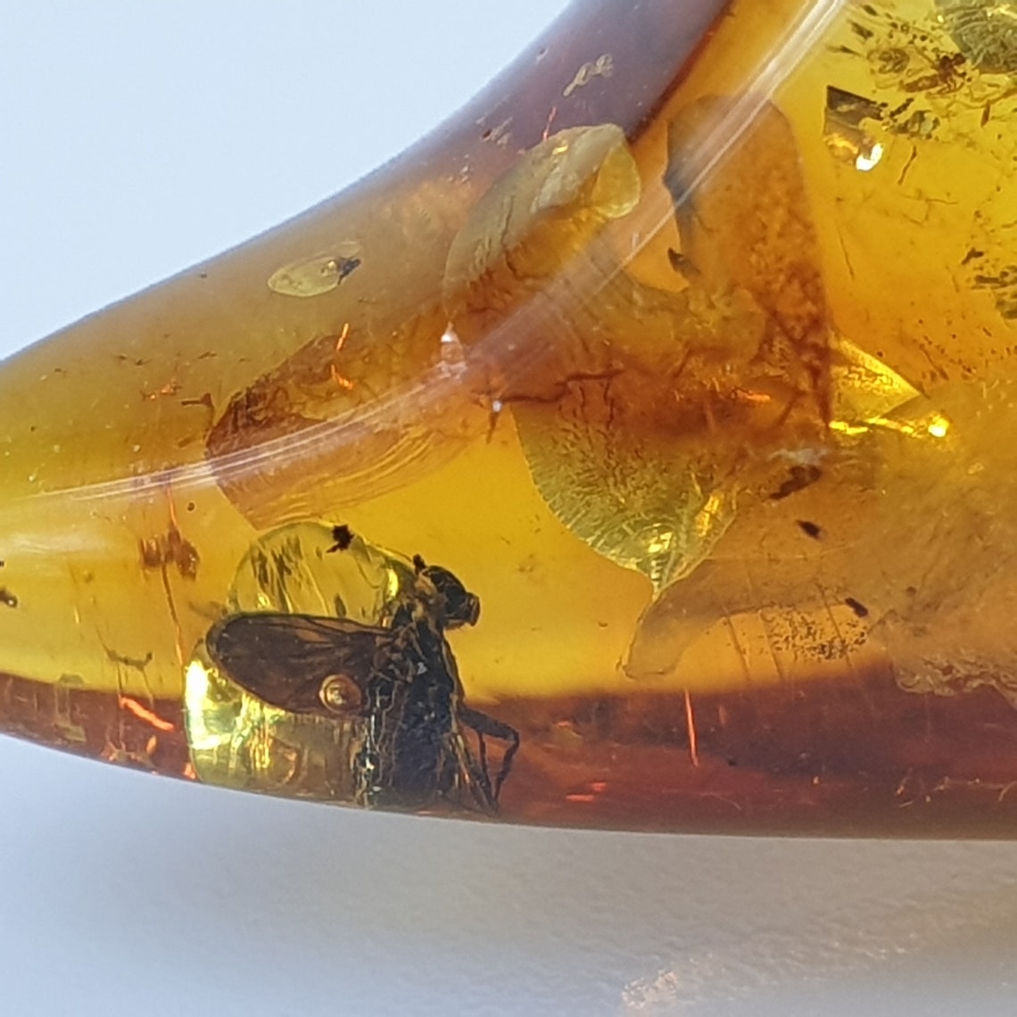 Amber Insect. 3 Flys Amber Inclusion. Fossil in Amber. Bug in - Etsy