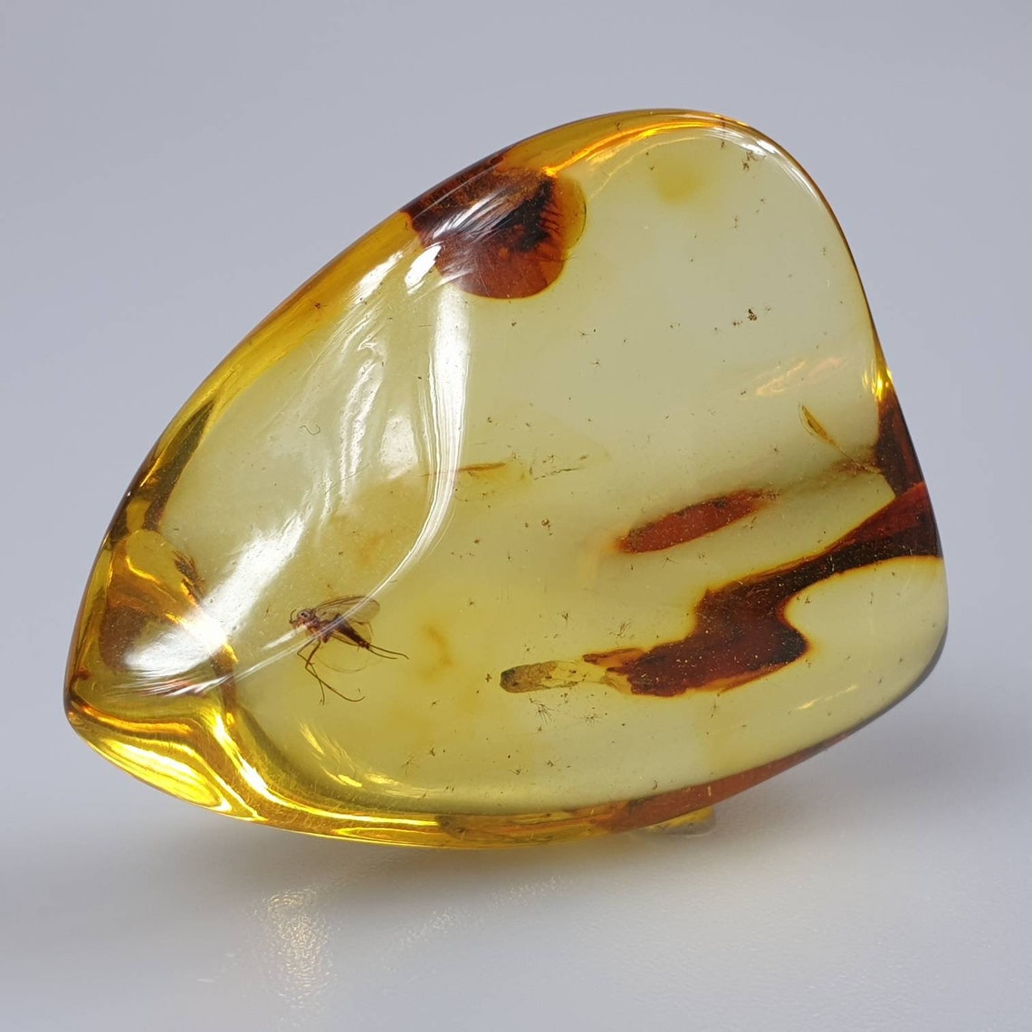 Amber Insect Fossil Amber Bug in Amber Amber Inclusion Baltic - Etsy