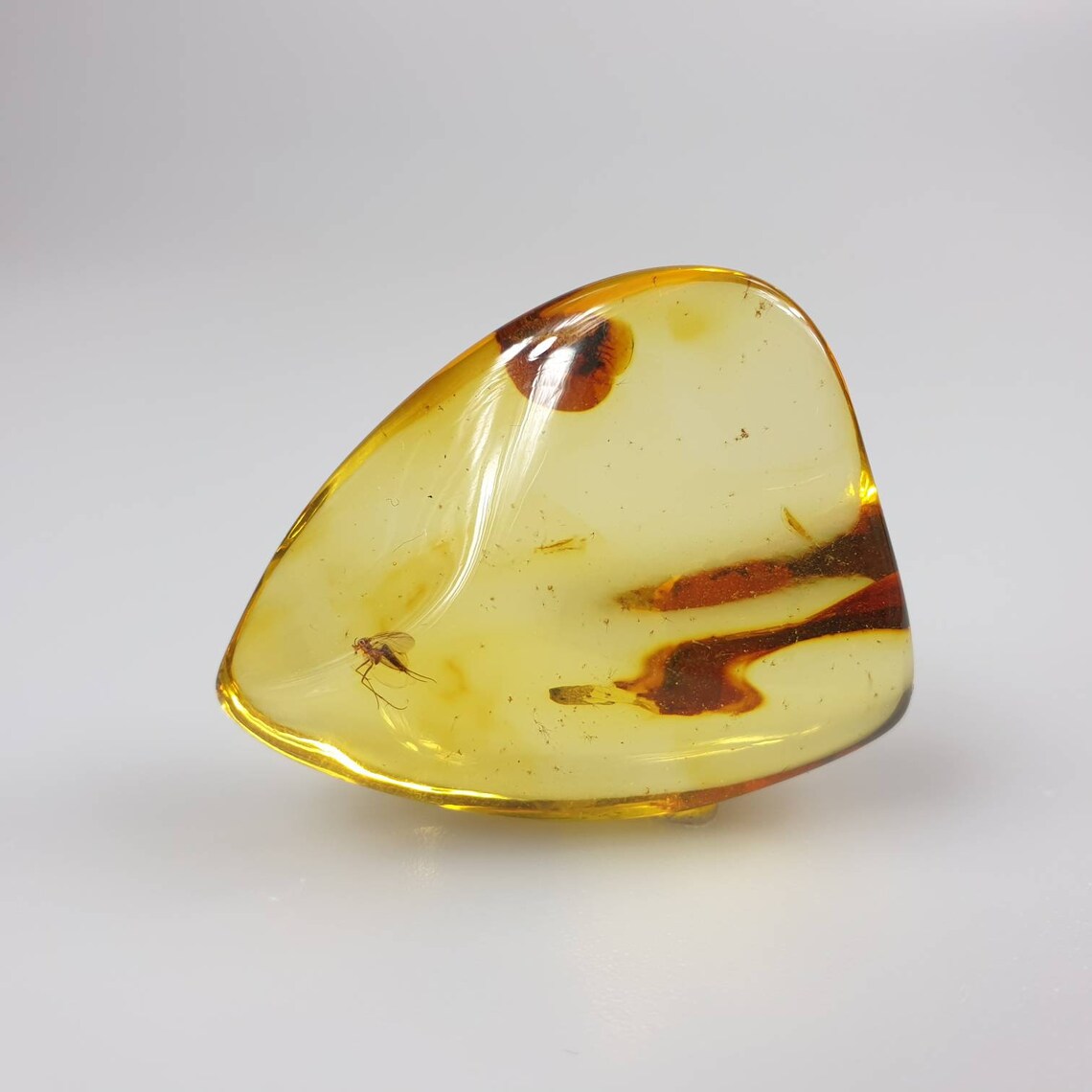 Amber Insect Fossil Amber Bug in Amber Amber Inclusion Baltic - Etsy