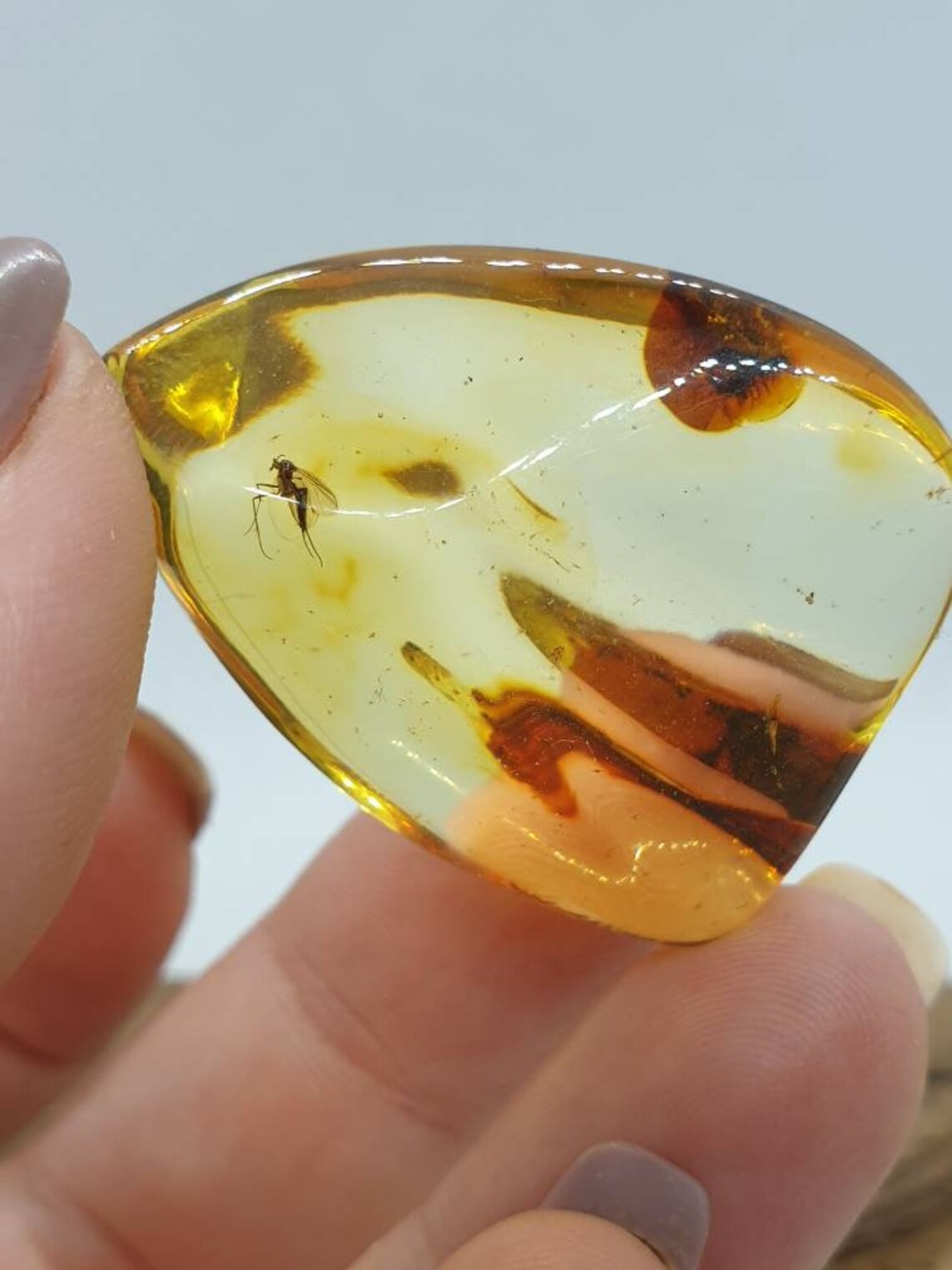 Amber Insect Fossil Amber Bug in Amber Amber Inclusion Baltic - Etsy