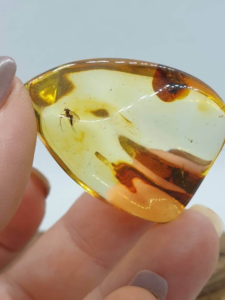 Amber Insect Fossil Amber Bug in Amber Amber Inclusion Baltic | Etsy