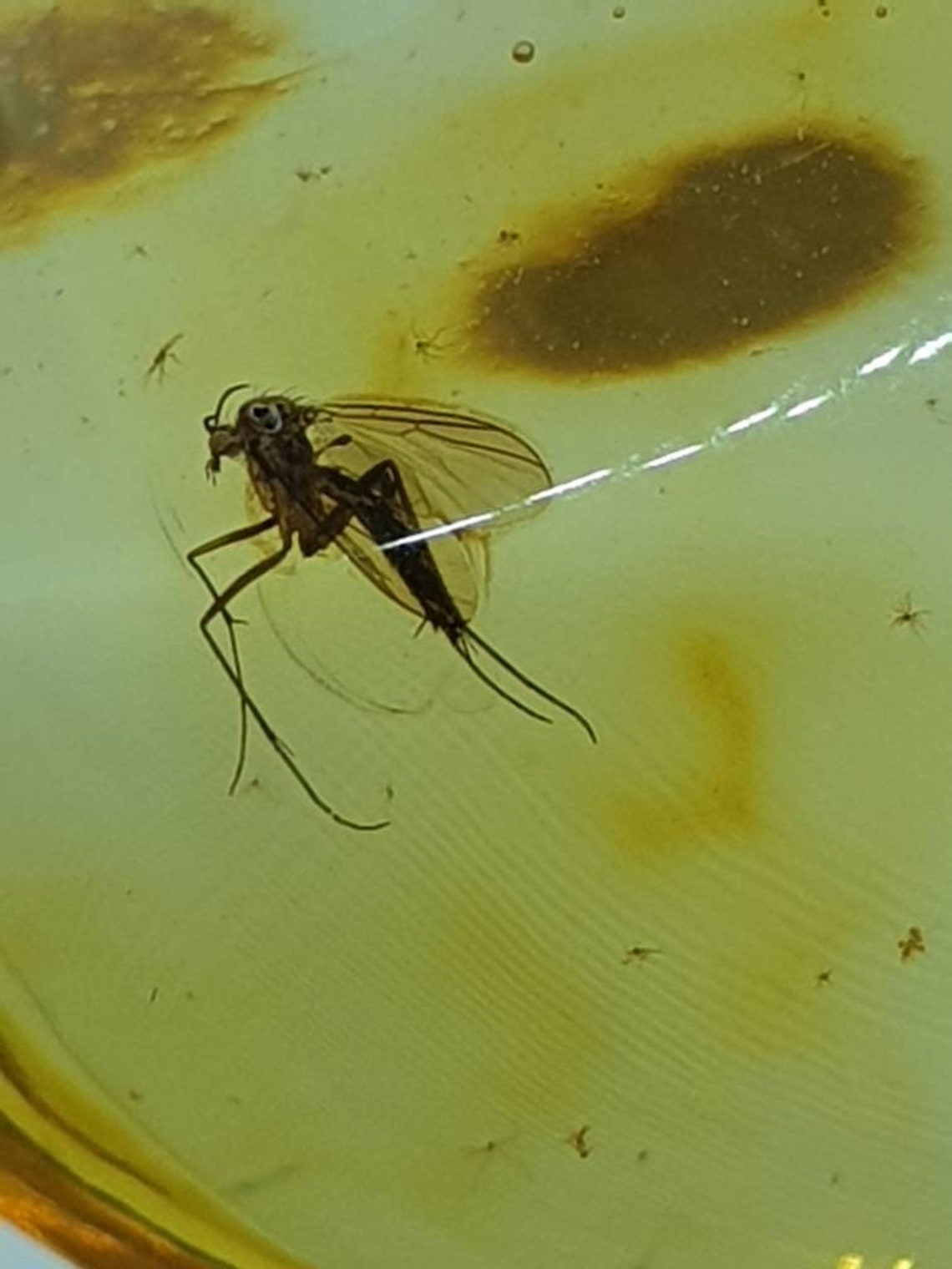 Amber Insect Fossil Amber Bug in Amber Amber Inclusion Baltic - Etsy