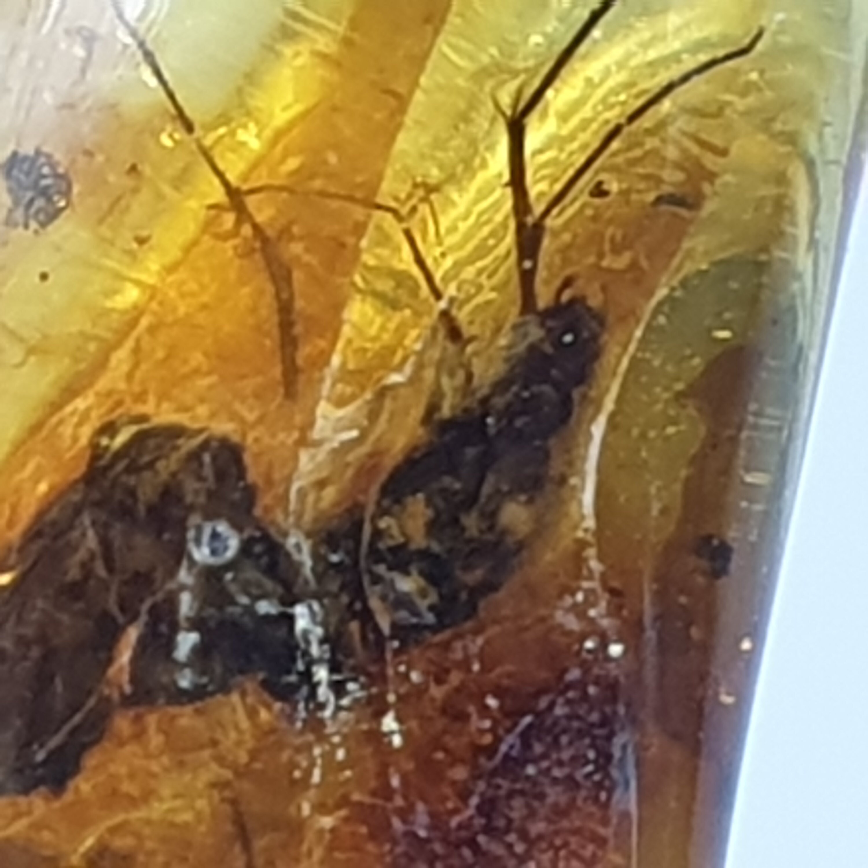 Amber Insect. Amber Bug. Amber Fossil. Inklusion in Amber. - Etsy