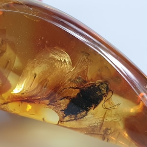 Amber Insect. Stone With Fossil. Amber Inclusion. Baltic Amber Rough ...