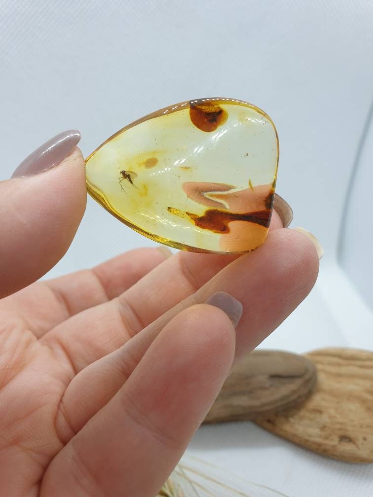 Amber Insect Fossil Amber Bug in Amber Amber Inclusion Baltic | Etsy