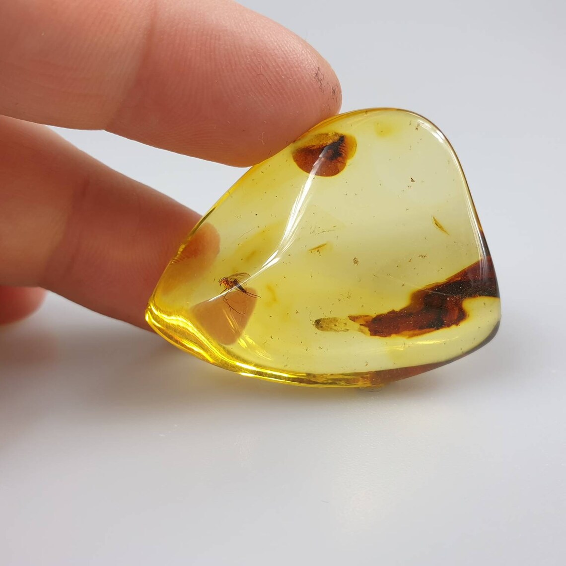 Amber Insect Fossil Amber Bug in Amber Amber Inclusion Baltic - Etsy