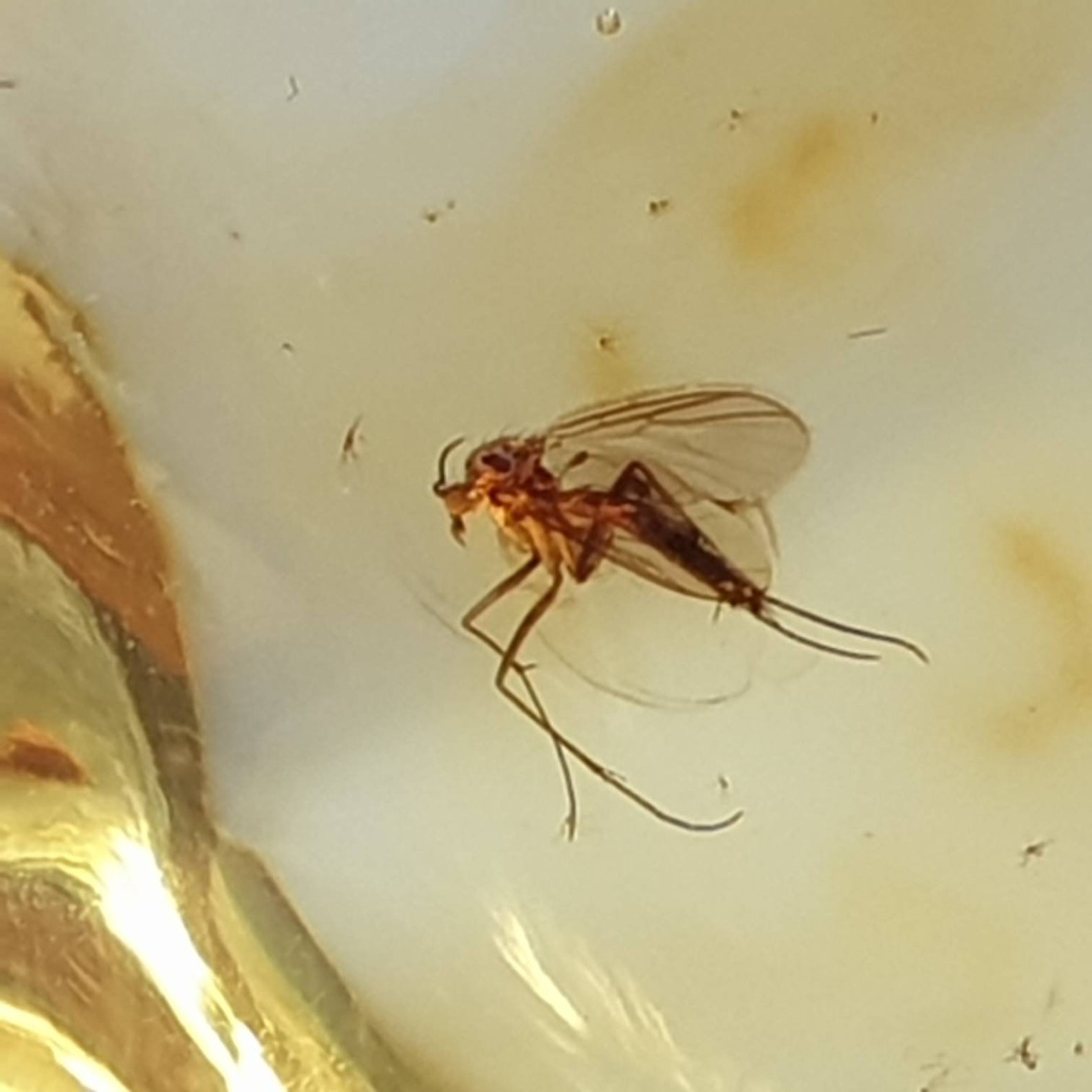 Amber Insect Fossil Amber Bug in Amber Amber Inclusion Baltic - Etsy