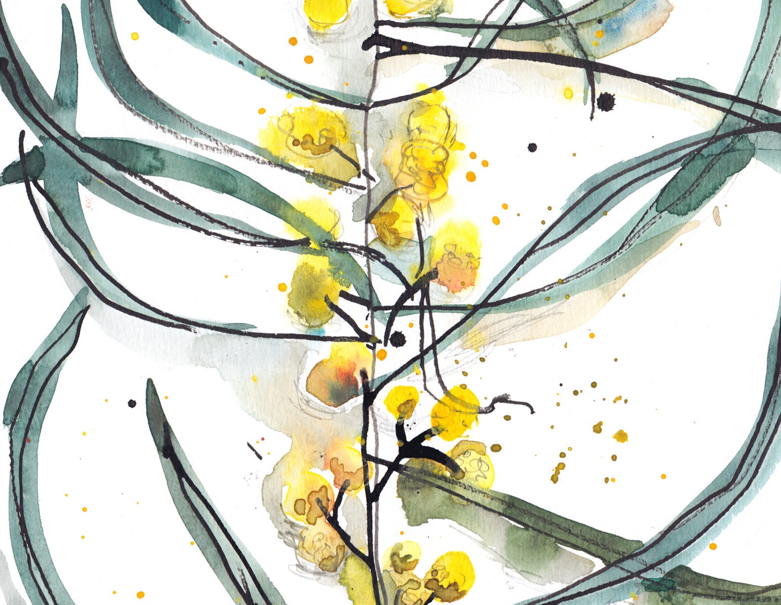 Wattle Watercolor Artwork Australian Native Tree Art Print | Etsy