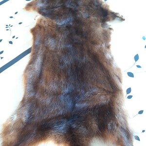 Vintage French Mink Hide Pelt Tanned Taxidermy Skin - Etsy