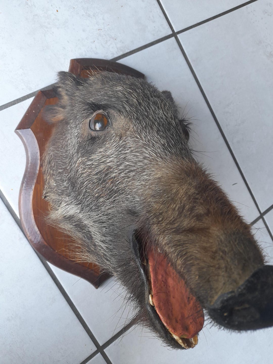 French Taxidermy of a Wild Boar Pigs Head Bust - Etsy