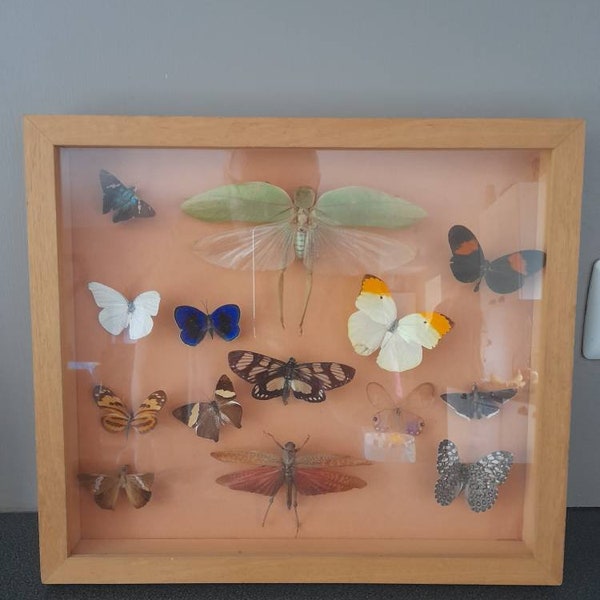Butterfly Display - Etsy