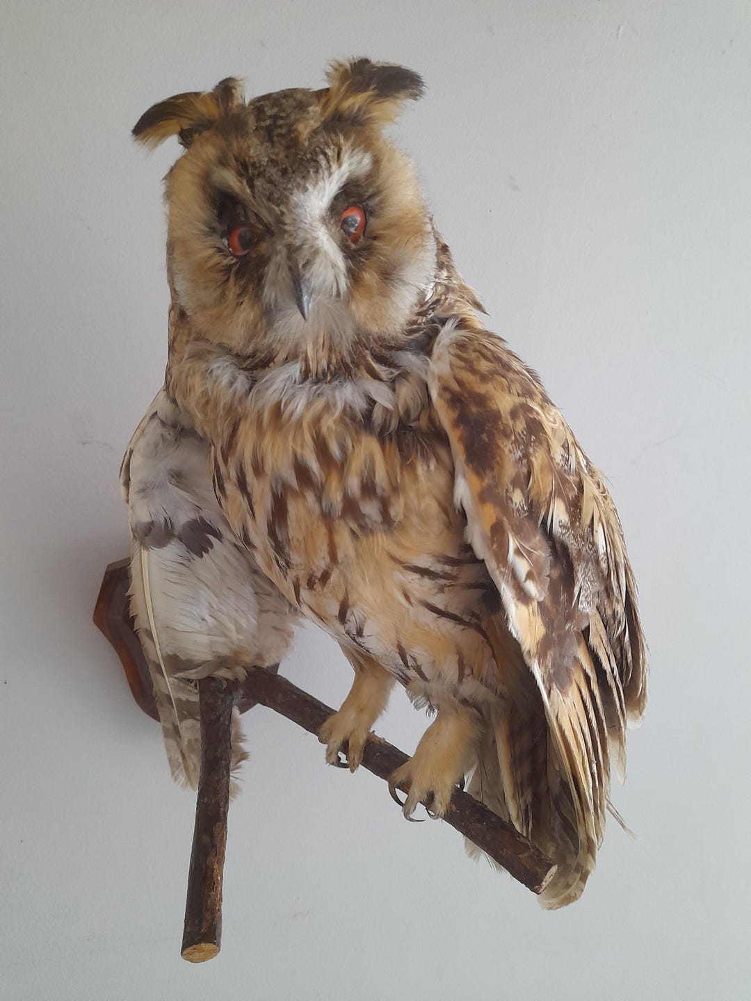 Vintage French Taxidermy Long Eared Owl - Etsy