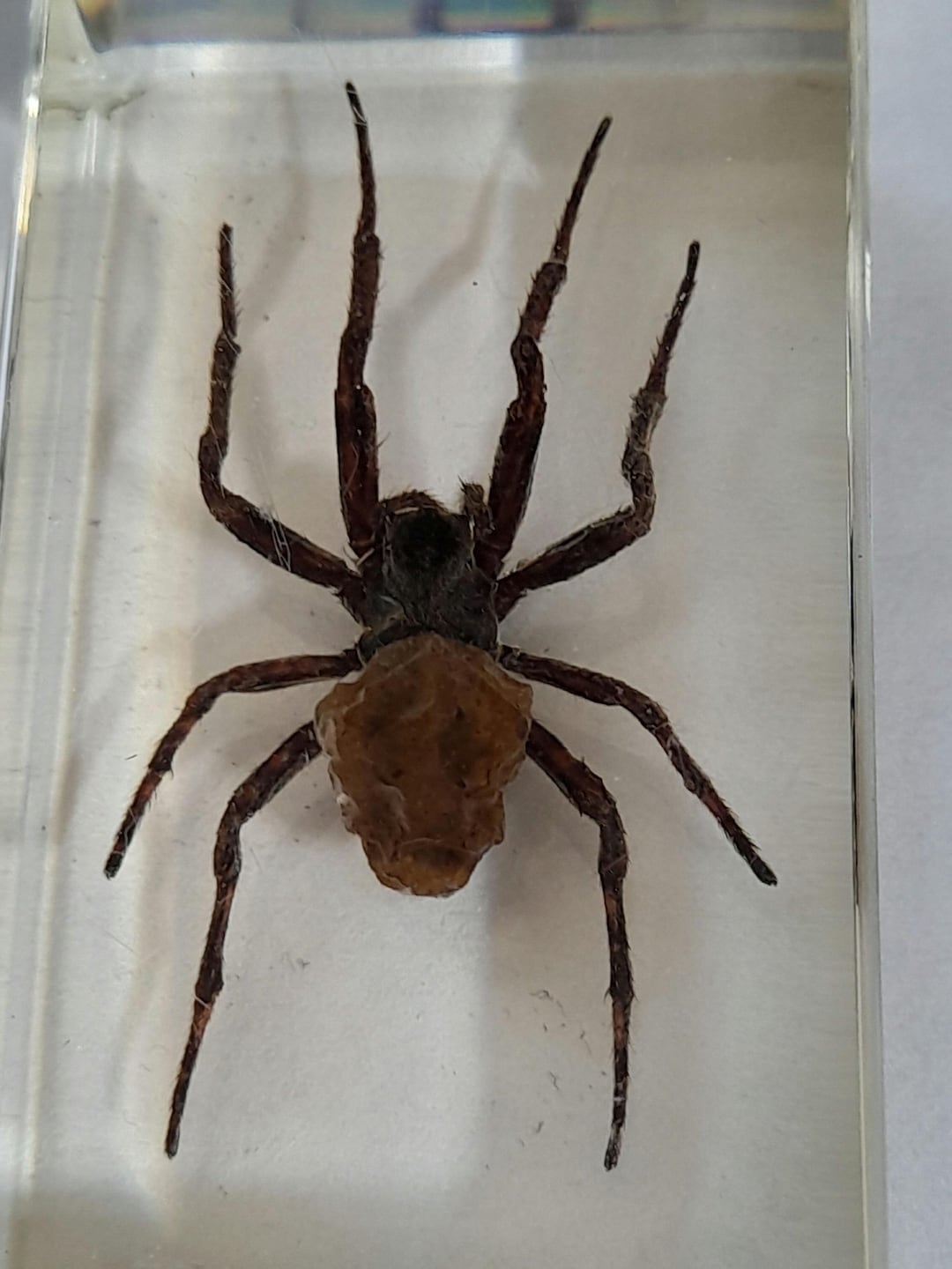 Large Spider Set in Resign Block Beautiful Taxidermy - Etsy