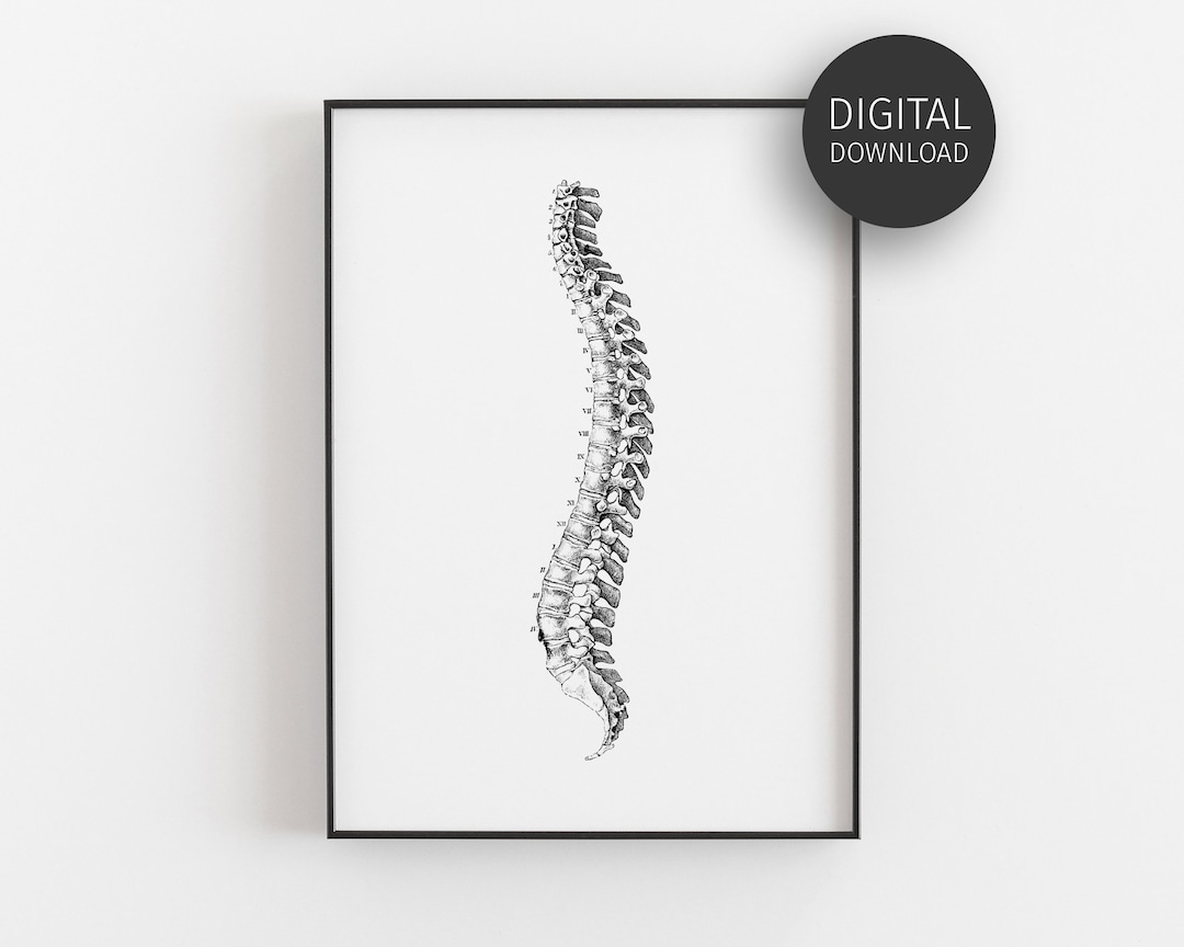 Spine Art Print, Chiropractic Poster, Chiro Office Decor, Gift for ...