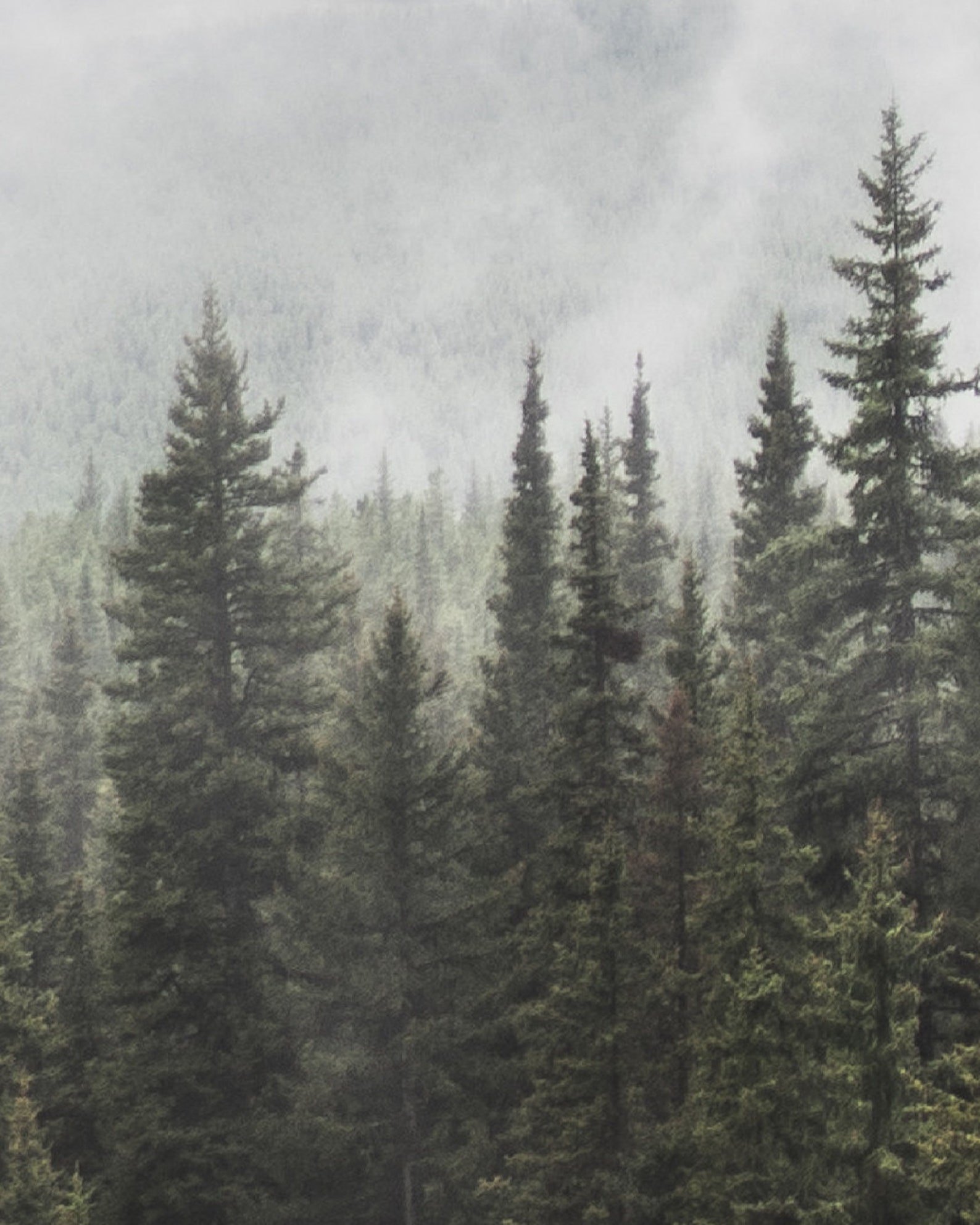 Cloudy winter forest Aesthetic forest print Printable Wall | Etsy