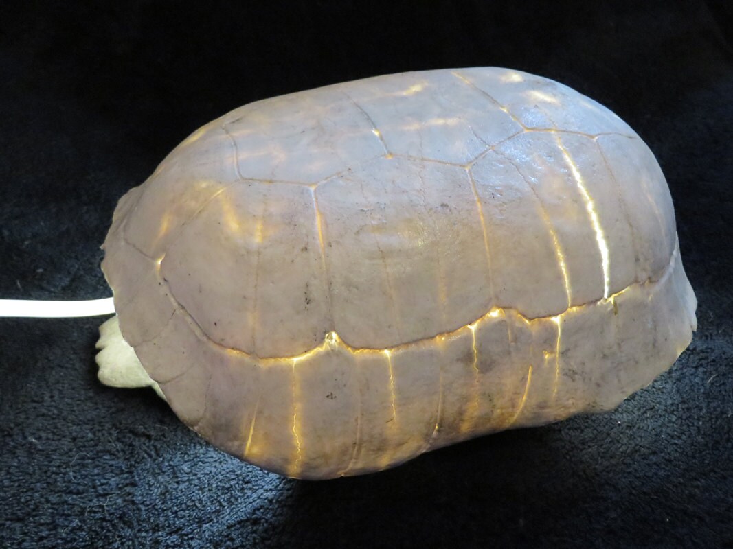 Turtle Shell Lamp - Etsy