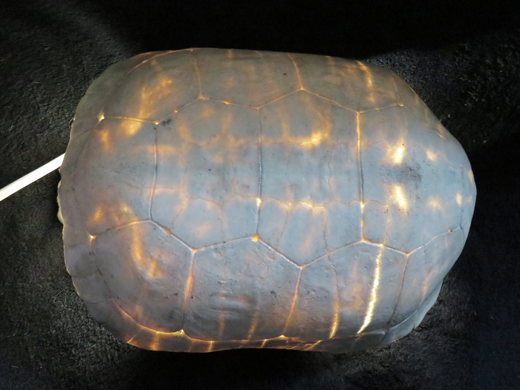 Turtle Shell Lamp - Etsy