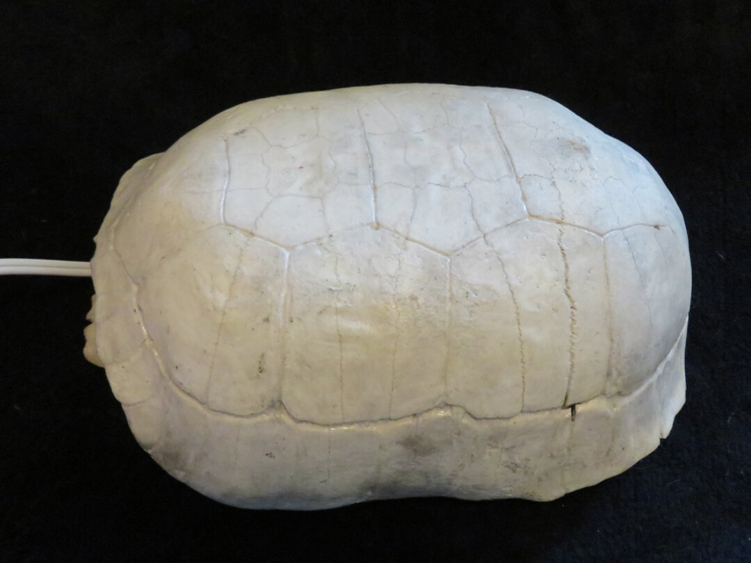 Turtle Shell Lamp - Etsy