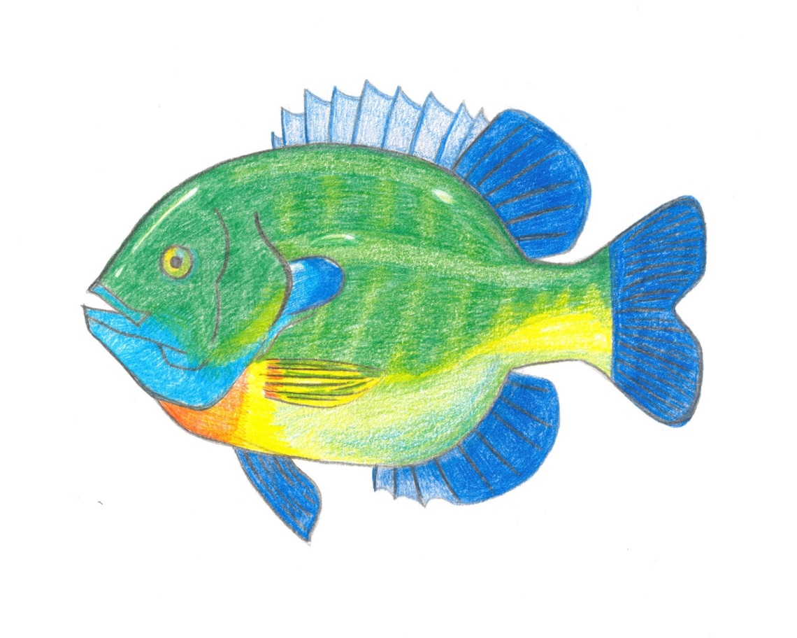 Fish Art Original Print Sunfish Illustration Colored Pencil - Etsy