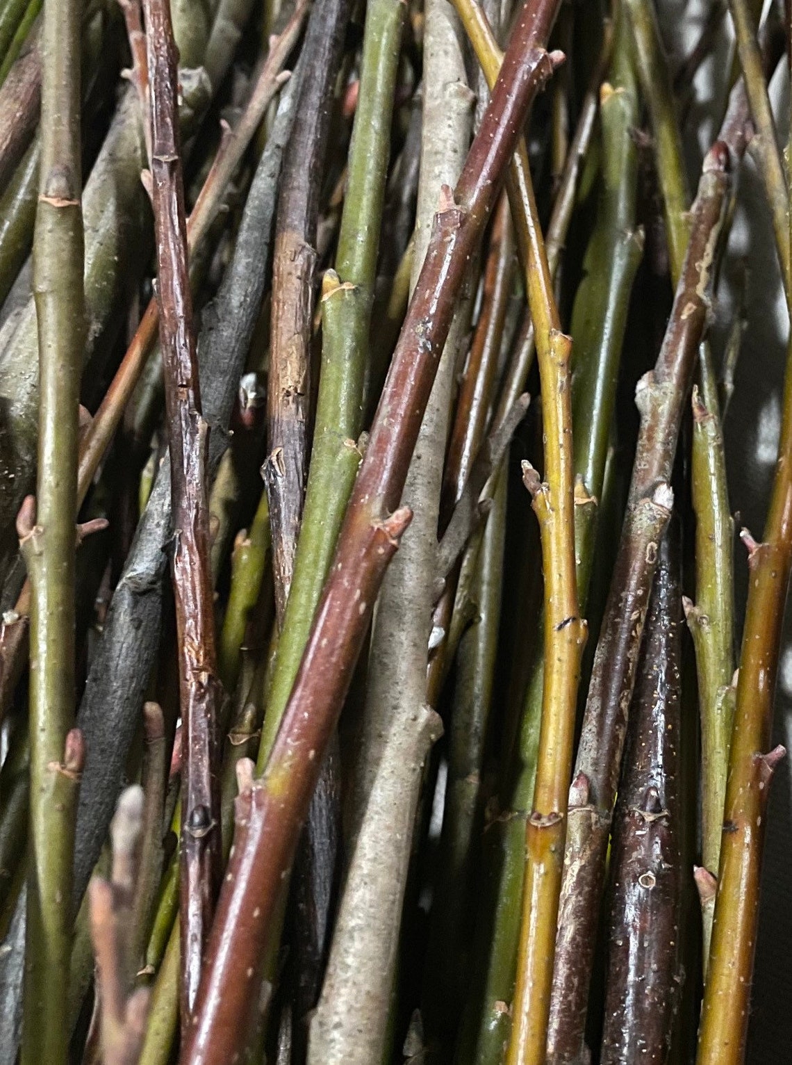 100 Organic Cuttings PNW Native Willow Salix Basket Weaving Furniture ...