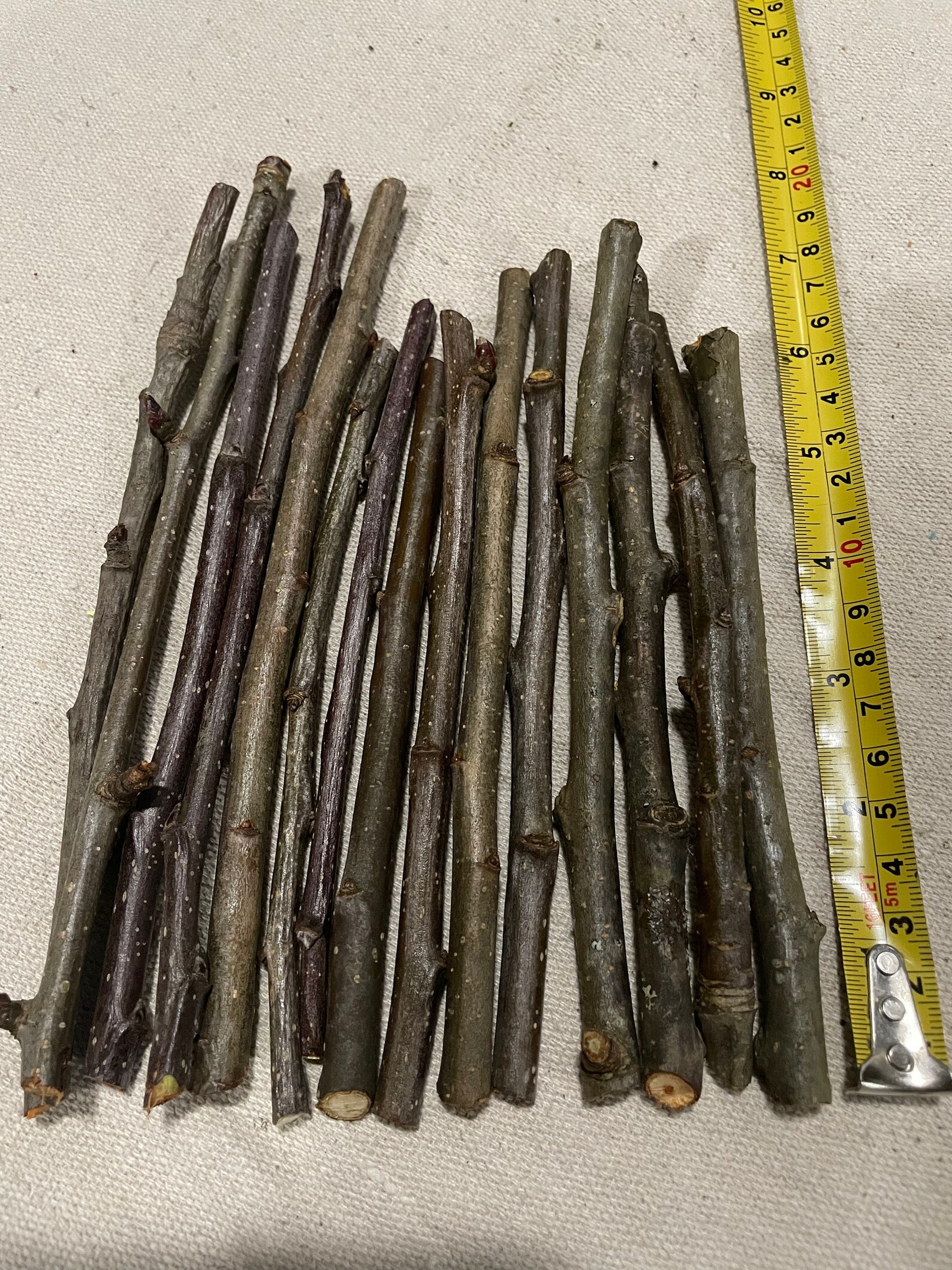 Organic Washington Apple & Plum Tree Wood Sticks Twigs Fresh Natural ...