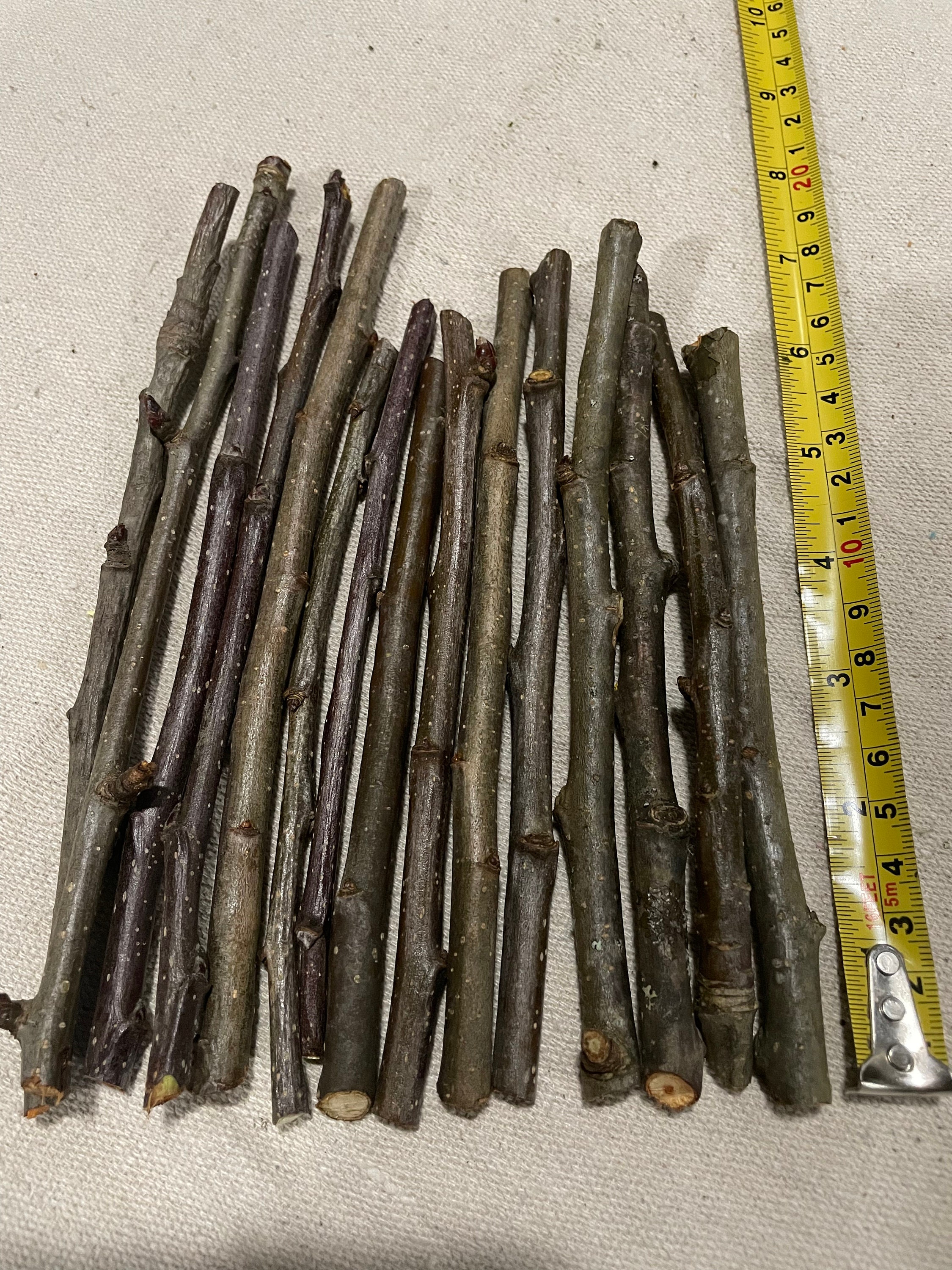Organic Washington Apple & Plum Tree Wood Sticks Twigs Fresh Natural ...