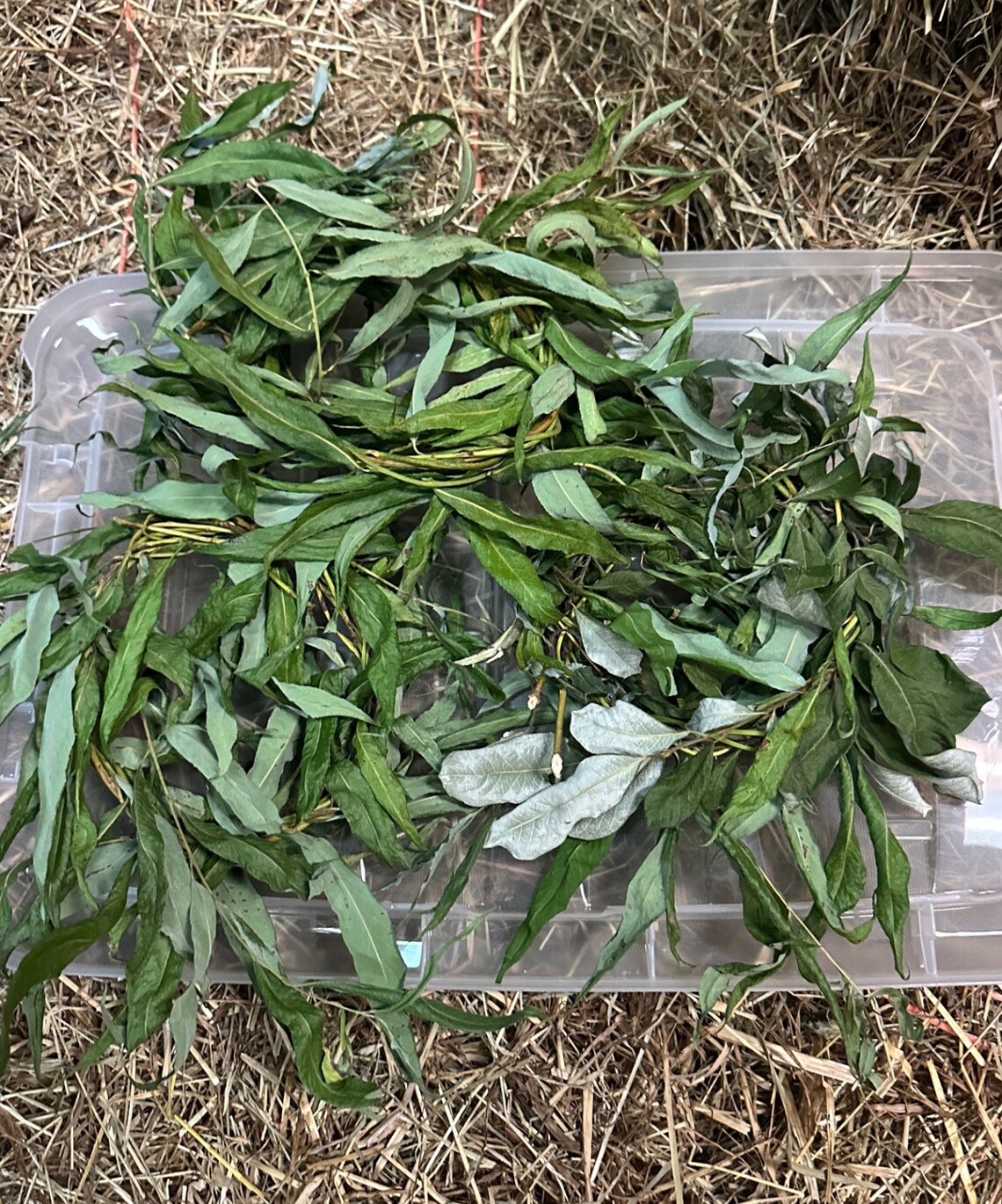 Organic Weeping Willow Wreaths Bunny Rabbit Food Pet Treat Branches ...