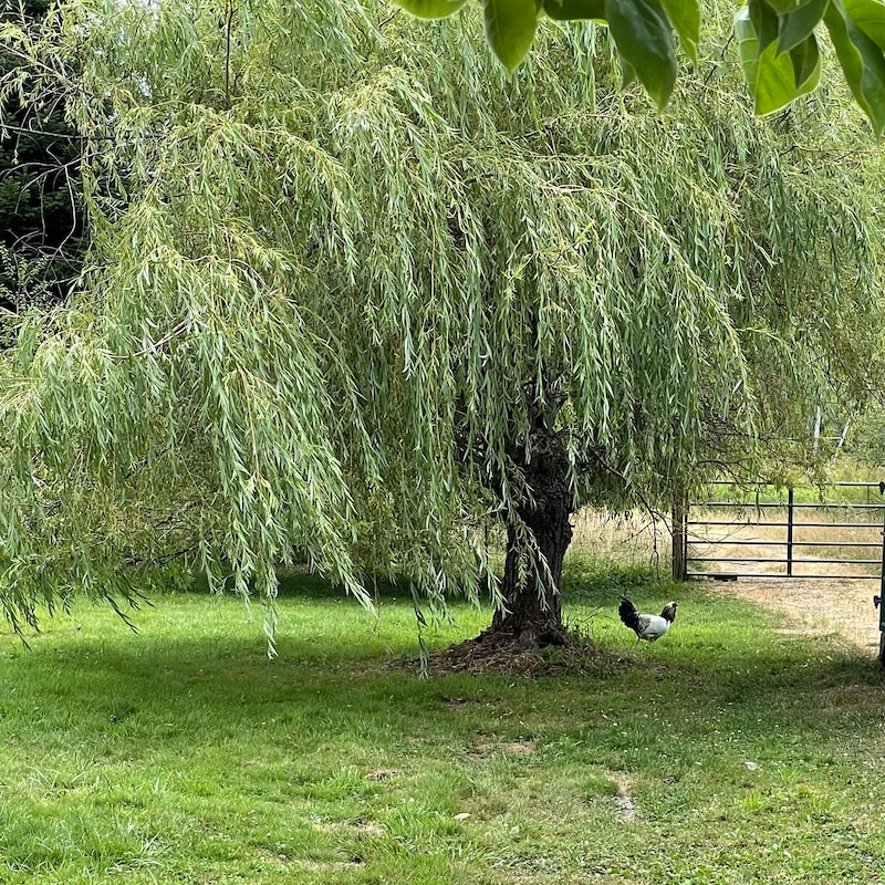 Weeping Willow Tree - Etsy