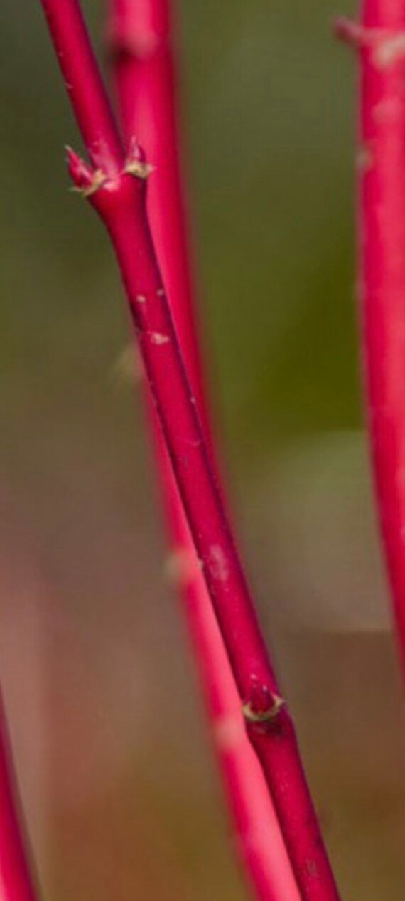 10 Organic Fresh Red Twig Dogwood Cuttings Grow for Basket | Etsy