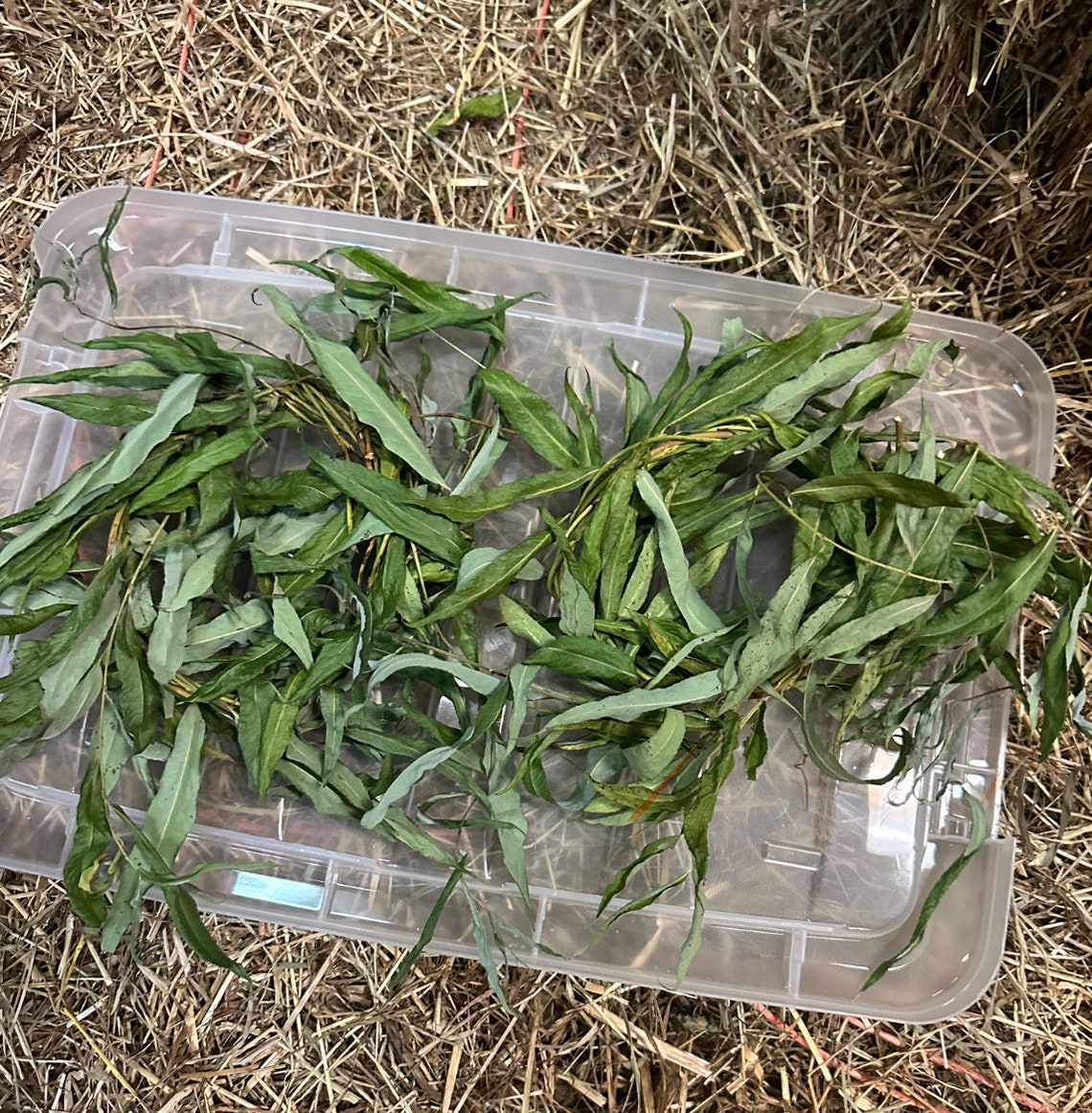 Organic Weeping Willow Wreaths Bunny Rabbit Food Pet Treat Branches ...