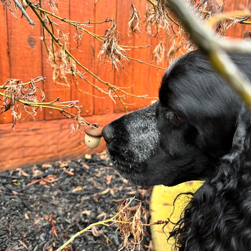 Nose Scent Work Containers - Etsy