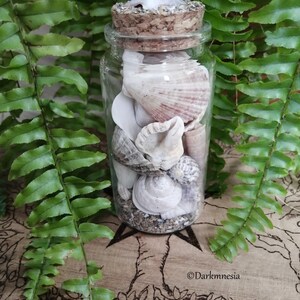 Large Shell Jar, Altar, Sea Witch, Wicca, Shell, Sand, Polished Glass ...