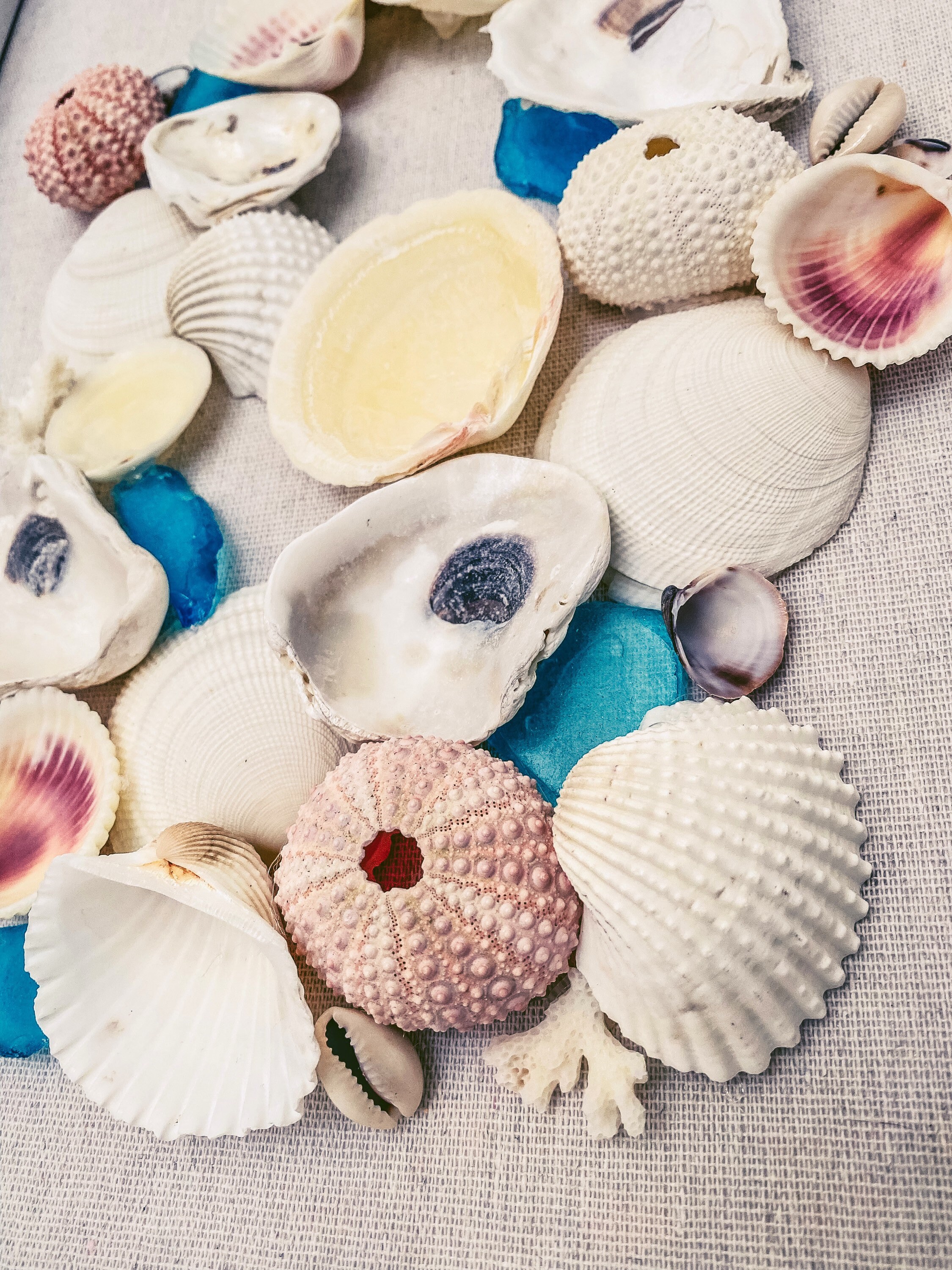 Unique Seashell Art Sea Shell Home Decor Beach Home Decor Coastal Decor ...