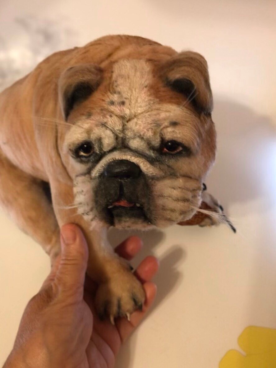 English Bulldog made to Order - Etsy