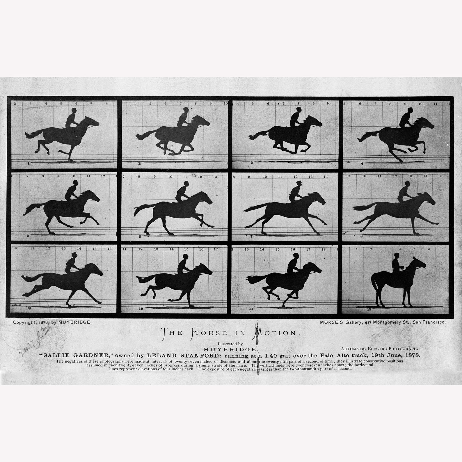 The Horse in Motion, Photographs by Eadweard Muybridge, 1876 - Teak ...