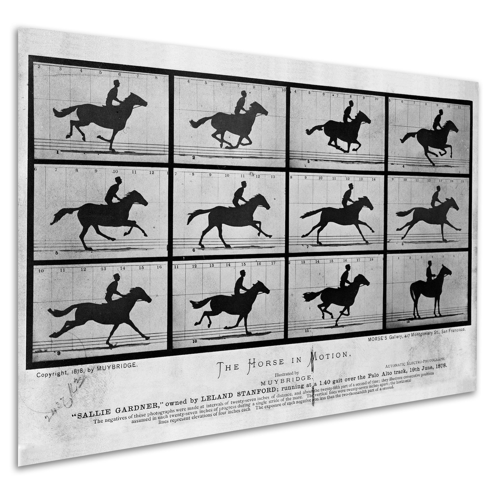 The Horse in Motion, Photographs by Eadweard Muybridge, 1876 - Teak ...